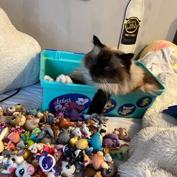 Littlest Pet Shop | Toys | Littlest Pets Mystery 3 Pet Pack | Poshmark